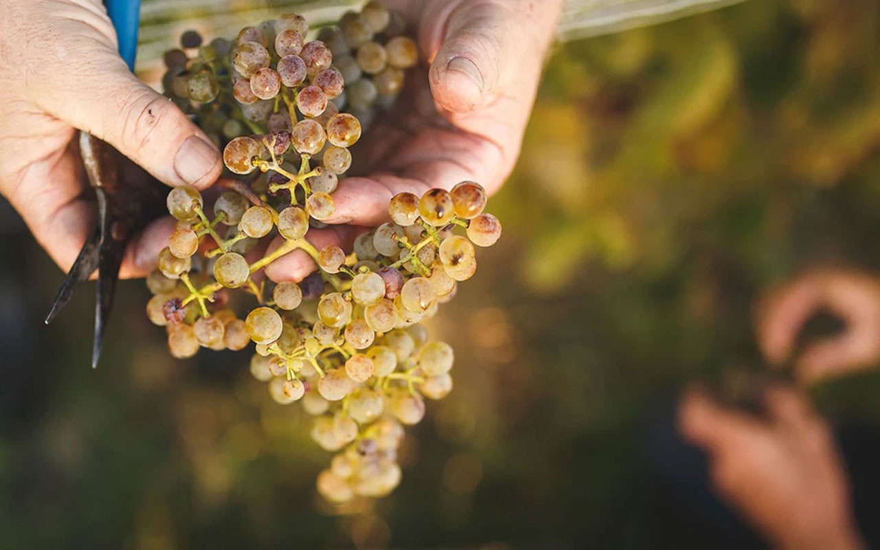 Rượu Vang Trắng Hans Greyl Sauvignon Blanc Marlborough